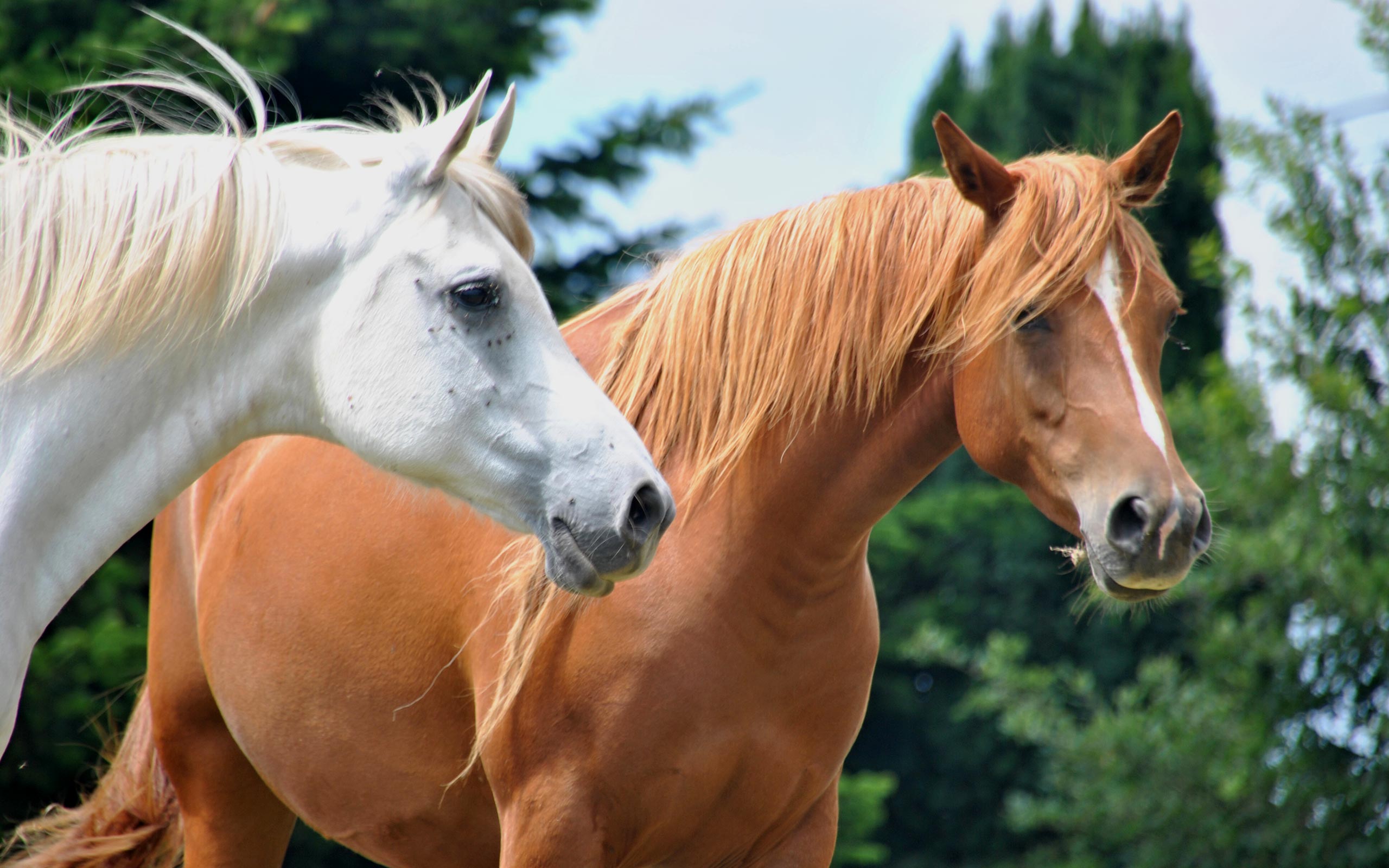 Dancing Horses in Jerez: Visit to the Royal Andalusian School of ...